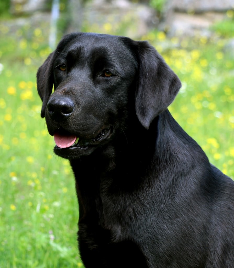 Hembras de Labrador Retriever - Criaderos de Labrador Retriever