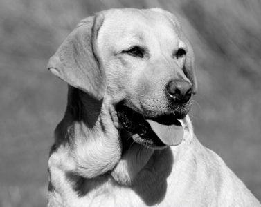 Labrador Retriever - Criadero de labrador retriever de Abantueso