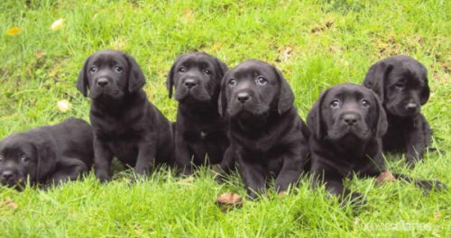 Cuántos años vive un labrador negro | Labradores de Abantueso