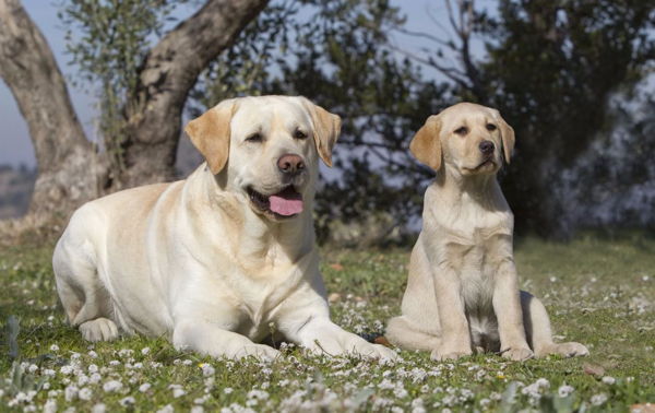 Labrador Retriever - Criadero de labrador retriever de Abantueso