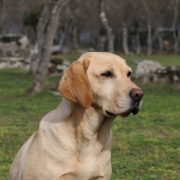 Labrador Retriever - Criadero de labrador retriever de Abantueso